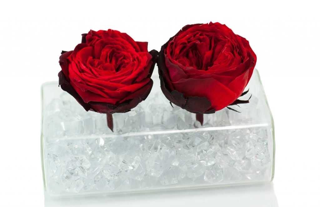 Preserved English red roses - Ambience Deco JM