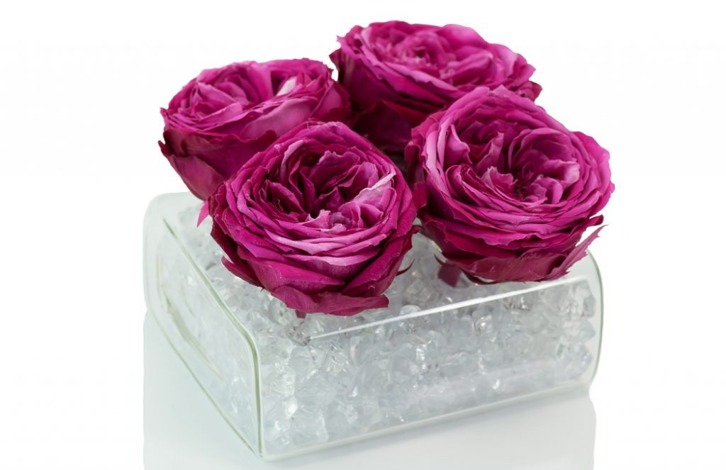 Preserved pink English roses - Ambience Deco JM