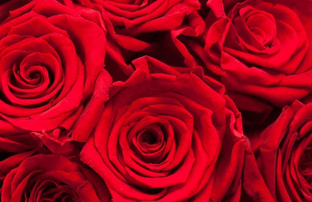 Preserved red roses in fishbowl